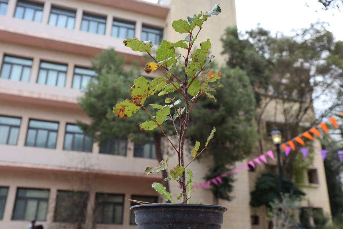 Tree planting initiative on MCAST Campus – MCAST